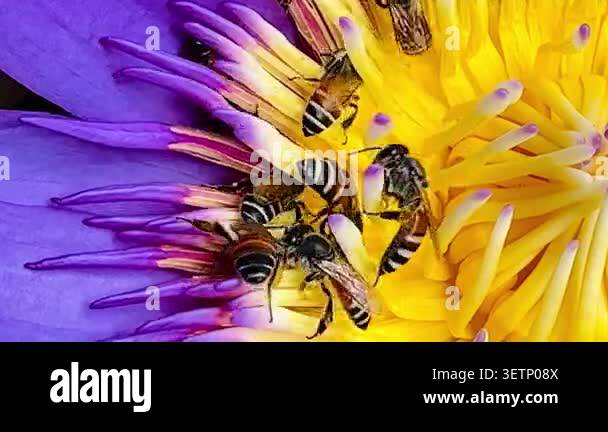 Large number of honey bees actively collecting pollen on a blooming ...