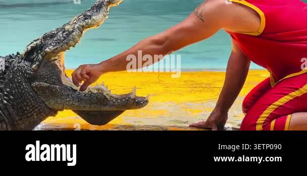 Professional crocodile trainer interacting closely with a large ...