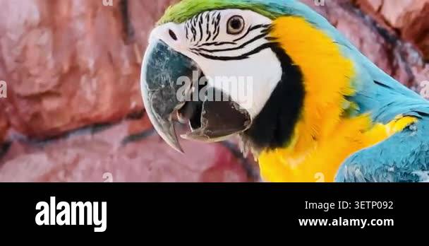 Extreme close-up footage of a blue and yellow macaw showing intricate ...
