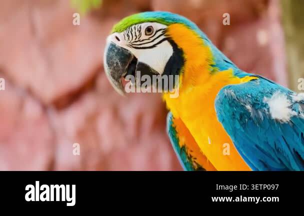 Extreme close-up footage of a blue and yellow macaw showing intricate ...