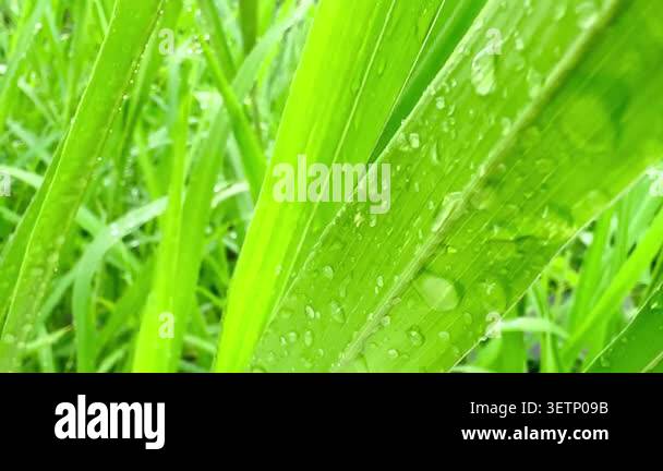 Macro view of sparkling water droplets on fresh green grass after ...