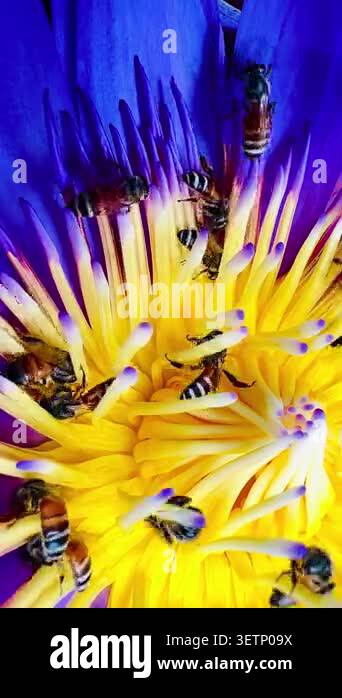 Large number of honey bees actively collecting pollen on a blooming ...