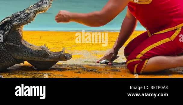 Professional crocodile trainer interacting closely with a large ...