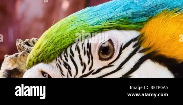 Extreme close-up footage of a blue and yellow macaw showing intricate ...