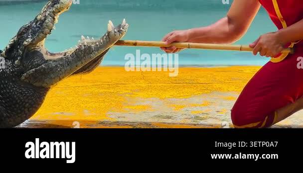 Professional crocodile trainer interacting closely with a large ...
