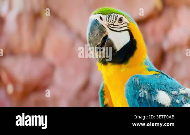 Extreme close-up footage of a blue and yellow macaw showing intricate ...