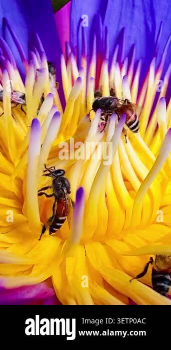 Large number of honey bees actively collecting pollen on a blooming ...