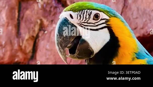 Extreme close-up footage of a blue and yellow macaw showing intricate ...