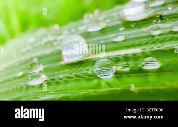 Macro view of sparkling water droplets on fresh green grass after ...