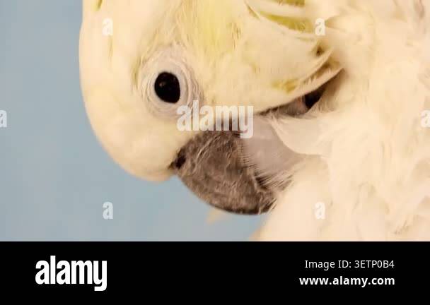 Close-up footage of a white cockatoo preening its feathers in natural ...