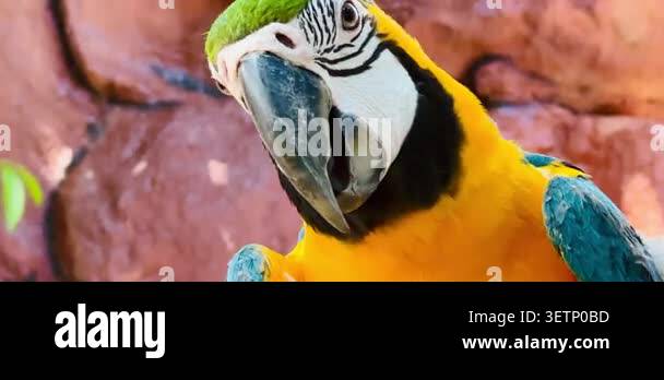 Extreme close-up footage of a blue and yellow macaw showing intricate ...