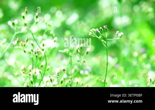 Close-up view of wild grass flowers in soft natural light with ...