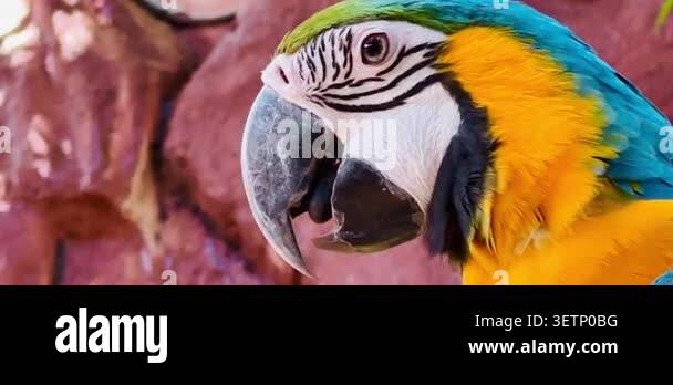 Extreme close-up footage of a blue and yellow macaw showing intricate ...