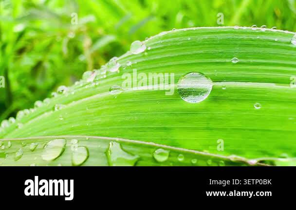 Macro view of sparkling water droplets on fresh green grass after ...