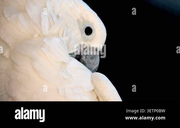Close-up footage of a white cockatoo preening its feathers in natural ...
