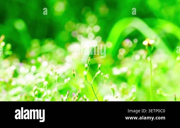 Close-up view of wild grass flowers in soft natural light with ...
