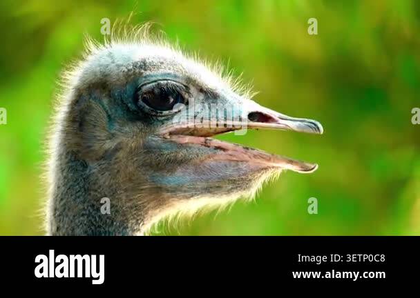 Close-up portrait of an ostrich showing detailed feathers, expressive ...