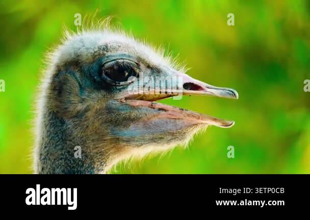 Close-up portrait of an ostrich showing detailed feathers, expressive ...