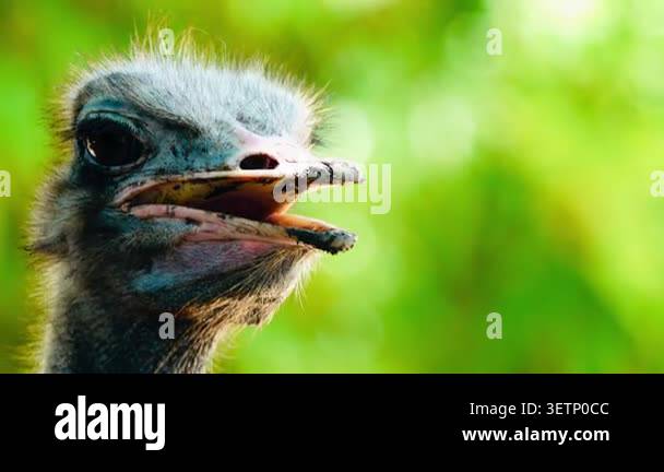 Close-up portrait of an ostrich showing detailed feathers, expressive ...
