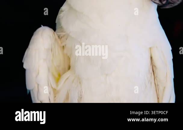 Close-up footage of a white cockatoo preening its feathers in natural ...