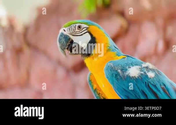 Extreme close-up footage of a blue and yellow macaw showing intricate ...