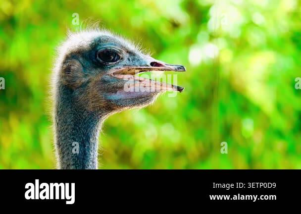 Close-up portrait of an ostrich showing detailed feathers, expressive ...