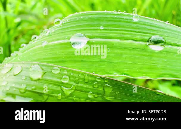 Macro view of sparkling water droplets on fresh green grass after ...