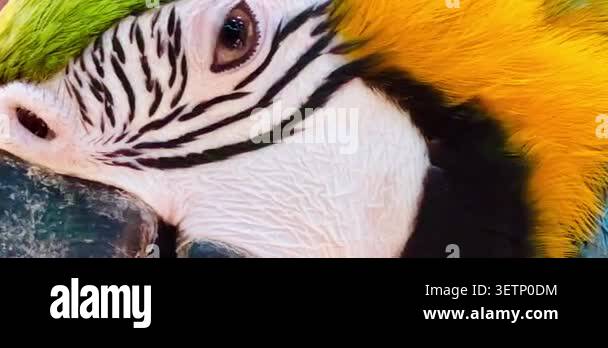 Extreme close-up footage of a blue and yellow macaw showing intricate ...