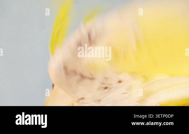 Close-up footage of a white cockatoo preening its feathers in natural ...