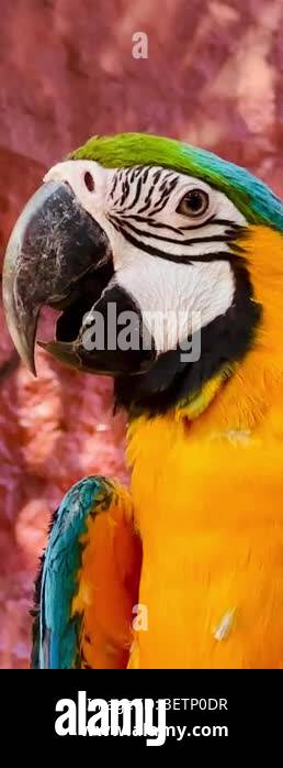 Extreme close-up footage of a blue and yellow macaw showing intricate ...