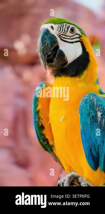 Extreme close-up footage of a blue and yellow macaw showing intricate ...
