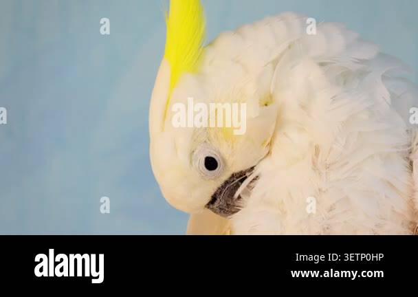 Close-up footage of a white cockatoo preening its feathers in natural ...