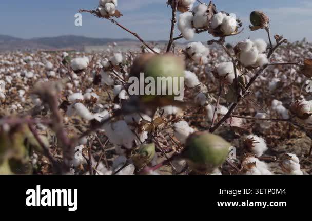Agriculture Farm Life Concept Cotton Plant Field in Nature Stock Video ...