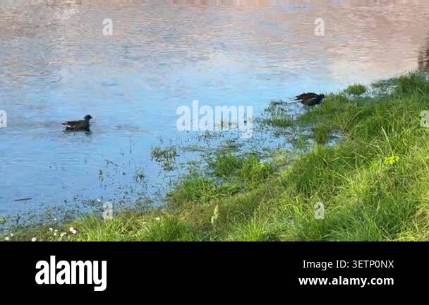 Dark waterbird swimming gracefully across calm lake water with mirror ...