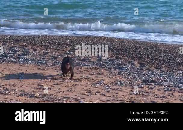 A pebble beach with rolling waves and a small dachshund wandering along ...