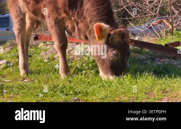 Brown cow grazing peacefully on fresh green grass in a sunny rural ...