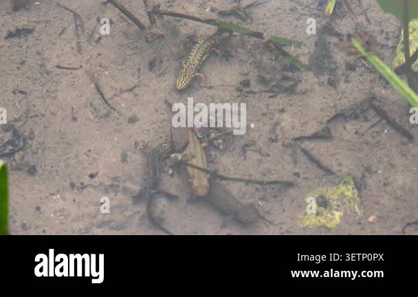 Smooth newt amphibian resting on the sandy muddy bottom of a shallow ...