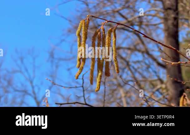 Slender tree branch with dangling catkin against a clear blue spring ...