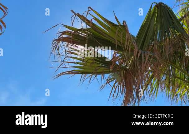 Lush green palm tree frond swaying against a bright blue summer sky ...
