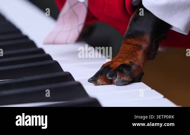 Dachshund dog paw play on white piano key while wearing a red knitted ...