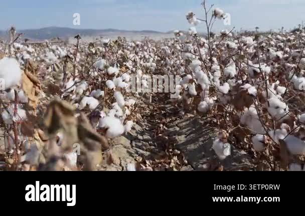 Agriculture Farm Life Concept Cotton Plant Field in Nature Stock Video ...