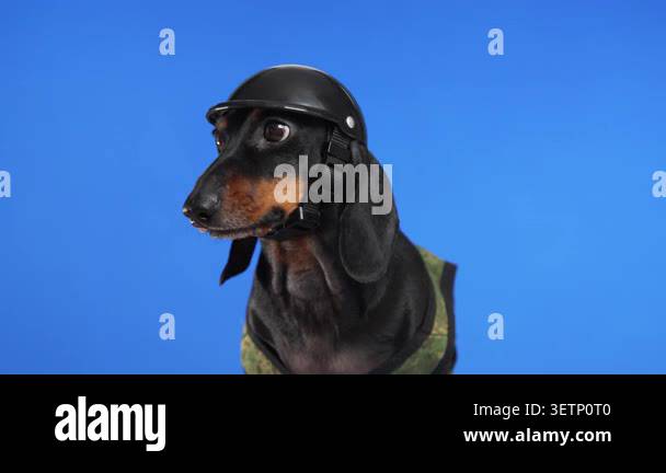 Black and tan dachshund dog wearing a military helmet against a bright ...