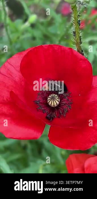 Small pollinating insect crawling on a blooming red poppy flower in ...
