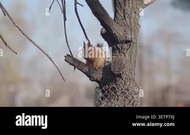A squirrel is on a tree branch in a forest enjoying some nuts Stock ...