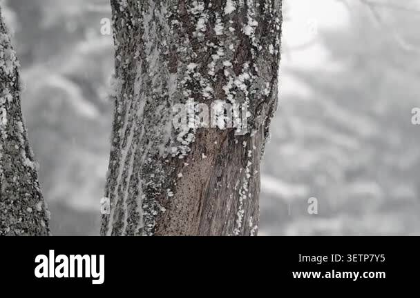 Snow covers the bark of a tree in a snowy environment during winter ...