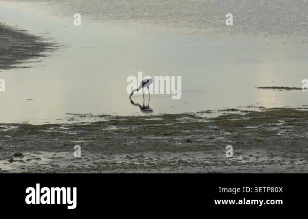 Bird forage tranquil beach wetlands, a serene nature scene for travel ...