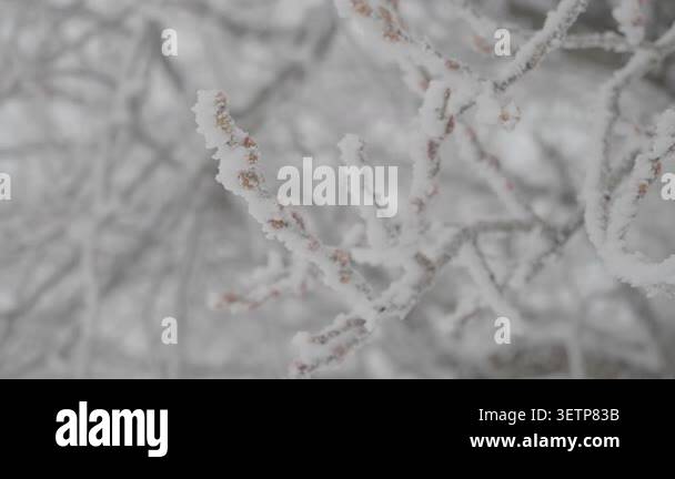 Branches are covered in thick snow, showing a winter landscape Stock ...