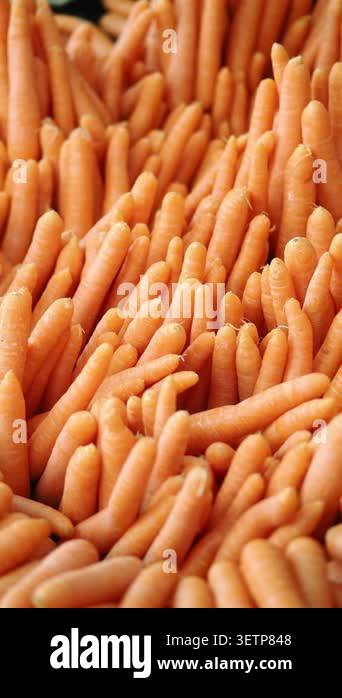 Many fresh carrots are stacked together in a market area Stock Video ...