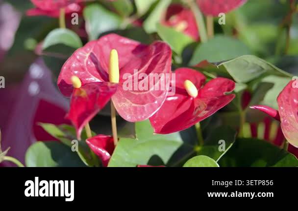 The plant shown is an Anthurium, commonly known as a flamingo flower ...