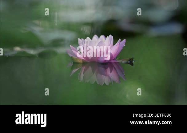 Pink lotus flower or waterlily reflected on the water surface of green ...